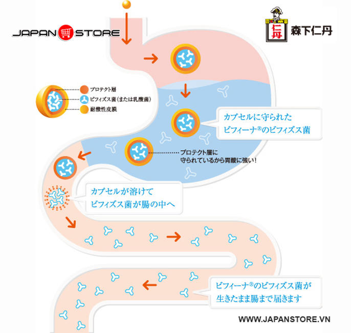Men vi sinh Bifina EX Nhật Bản ( 10 tỷ lợi khuẩn ) - JAPAN STORE